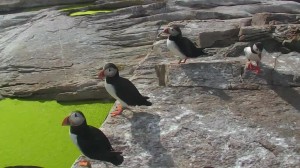 5 Best Photos Of The Week From Puffin Loafing Ledge | Explore