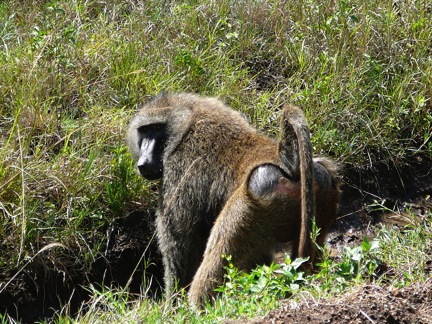 Getting to Know the Animals of Mpala: Most Common Visitors | Explore