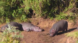 5 Best African Animal Lookout Photos Of The Week | Explore