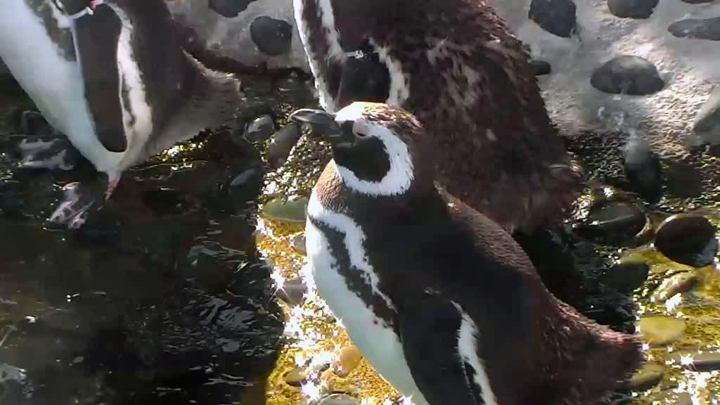 Top 5 Penguin Photos Of The Week | Explore