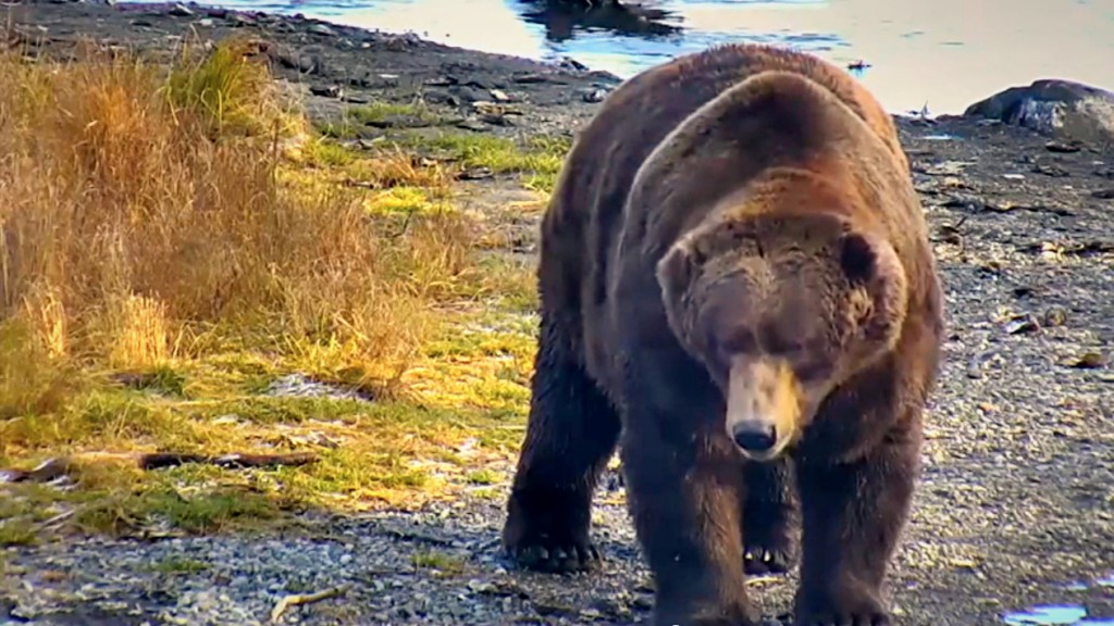 Lurch Being Lurch (Video) | Explore