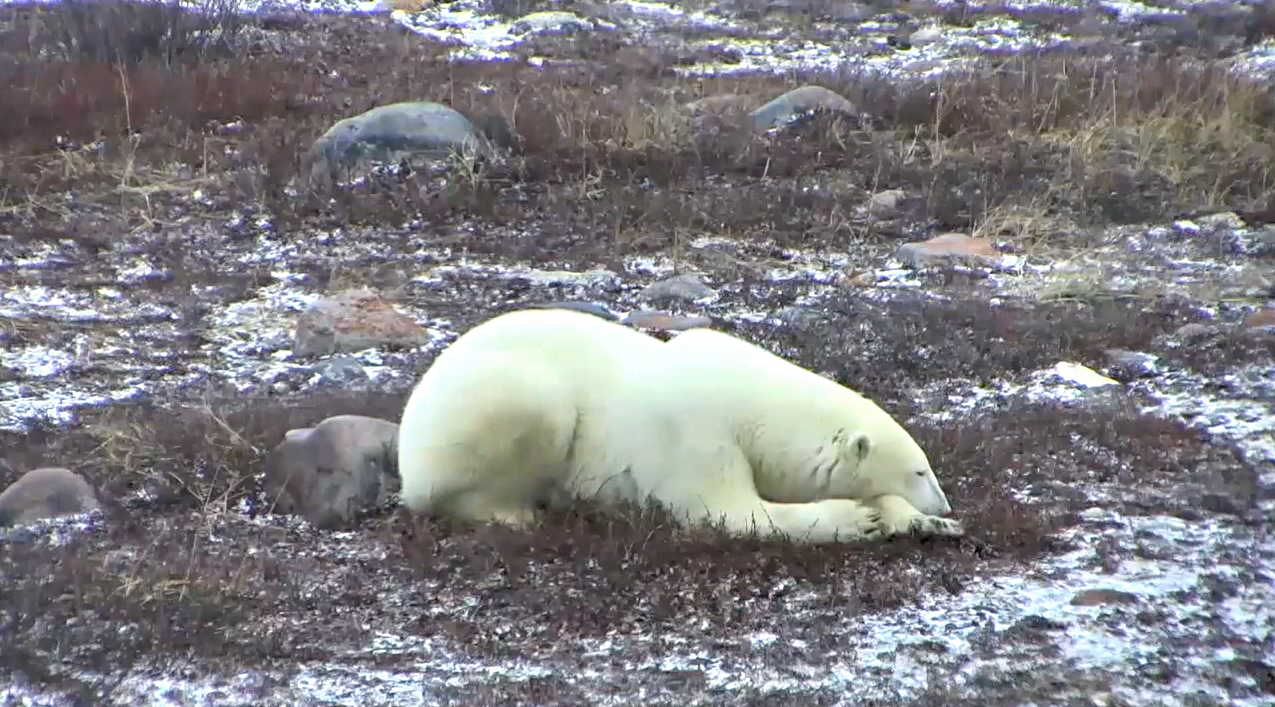 Let Sleeping Polar Bears Lie (Video) | Explore