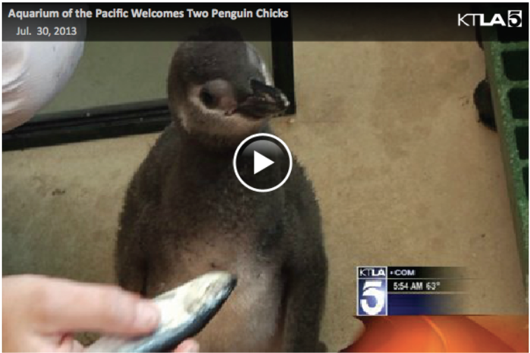 Baby penguin hatch at Aquarium of the Pacific; watch live webcam | Explore