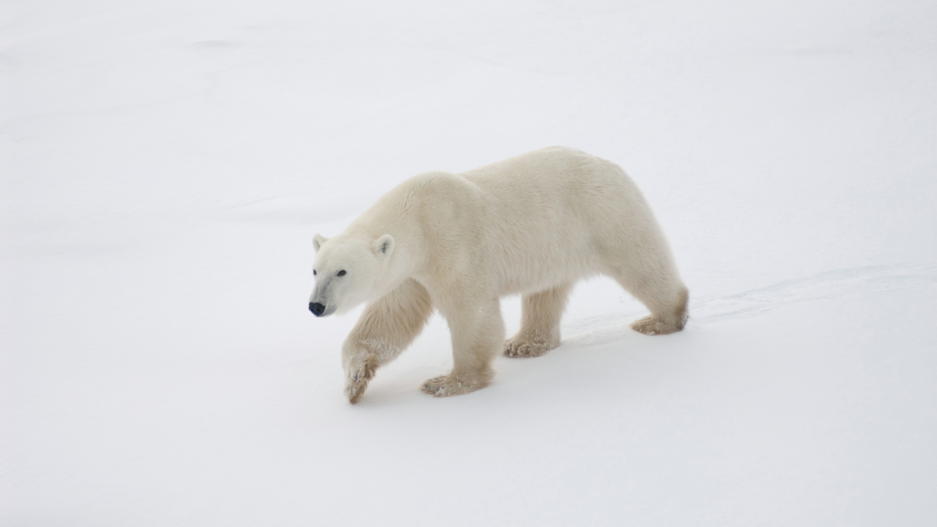 Live Chat: Stressed Out Polar Bears | Explore