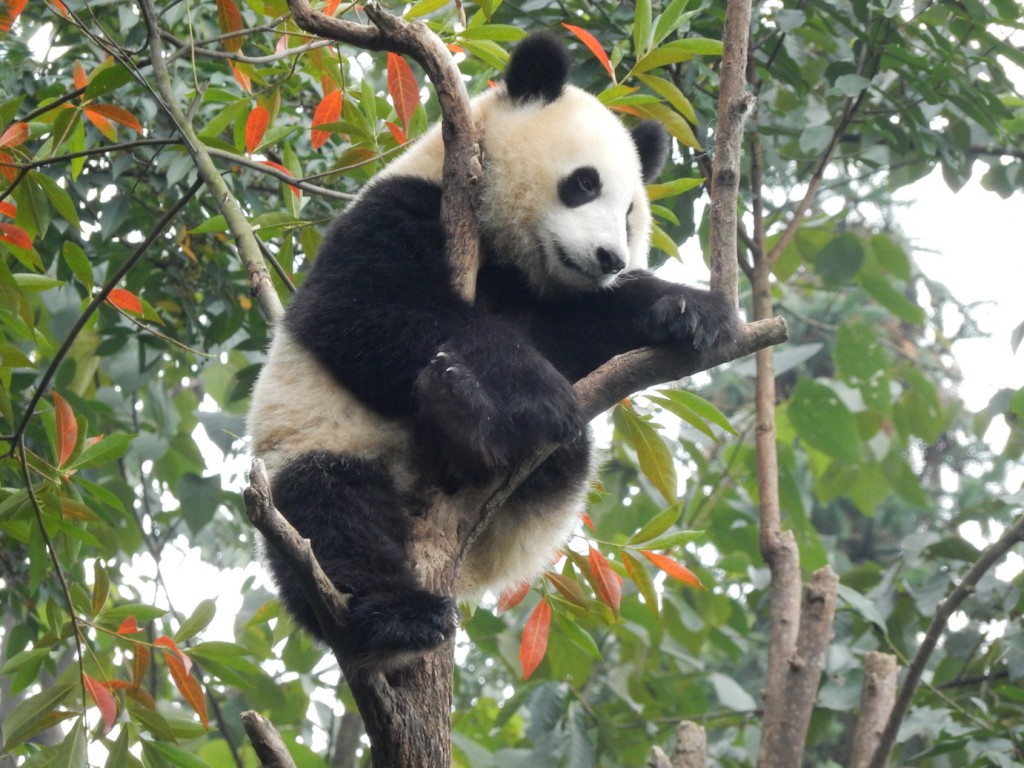 See What Happens When a Cam Op Visits the Giant Panda Reserve | Explore