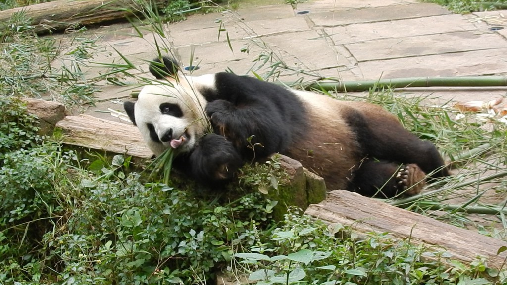 See What Happens When a Cam Op Visits the Giant Panda Reserve | Explore