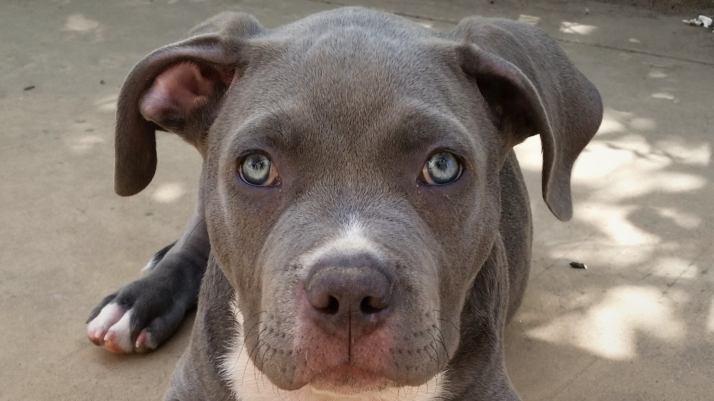 The Eyes of BrodyBaloo – Rescue Dog of the Day | Explore