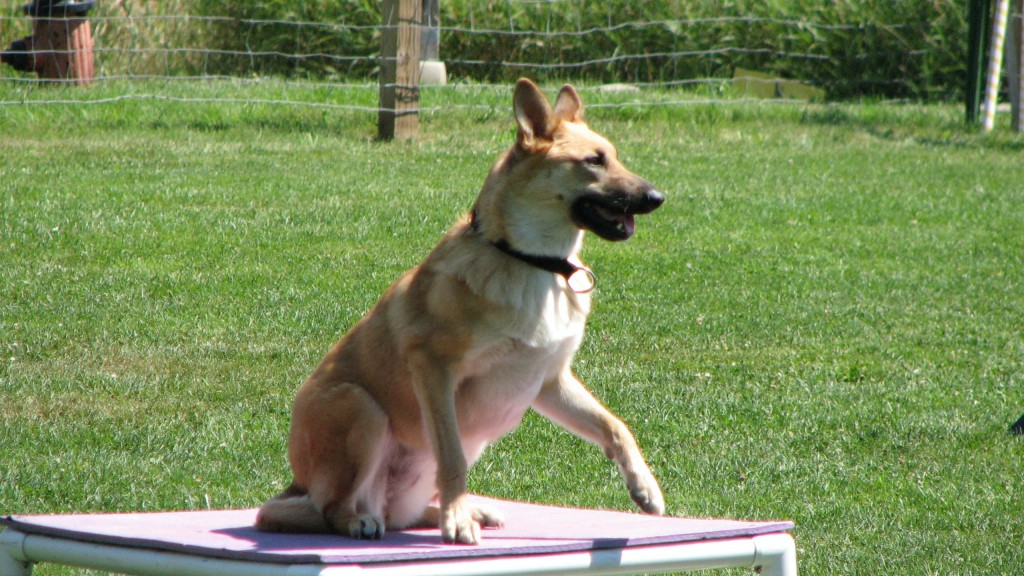 The Official Dogs of 11 U.S. States