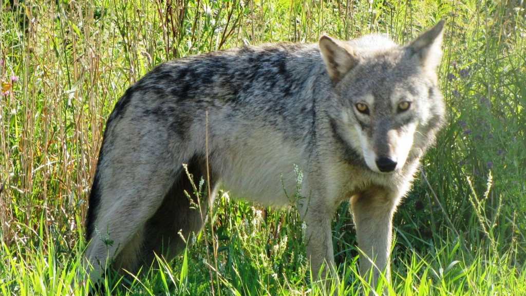 Thanksgiving Feasts for American Beasts