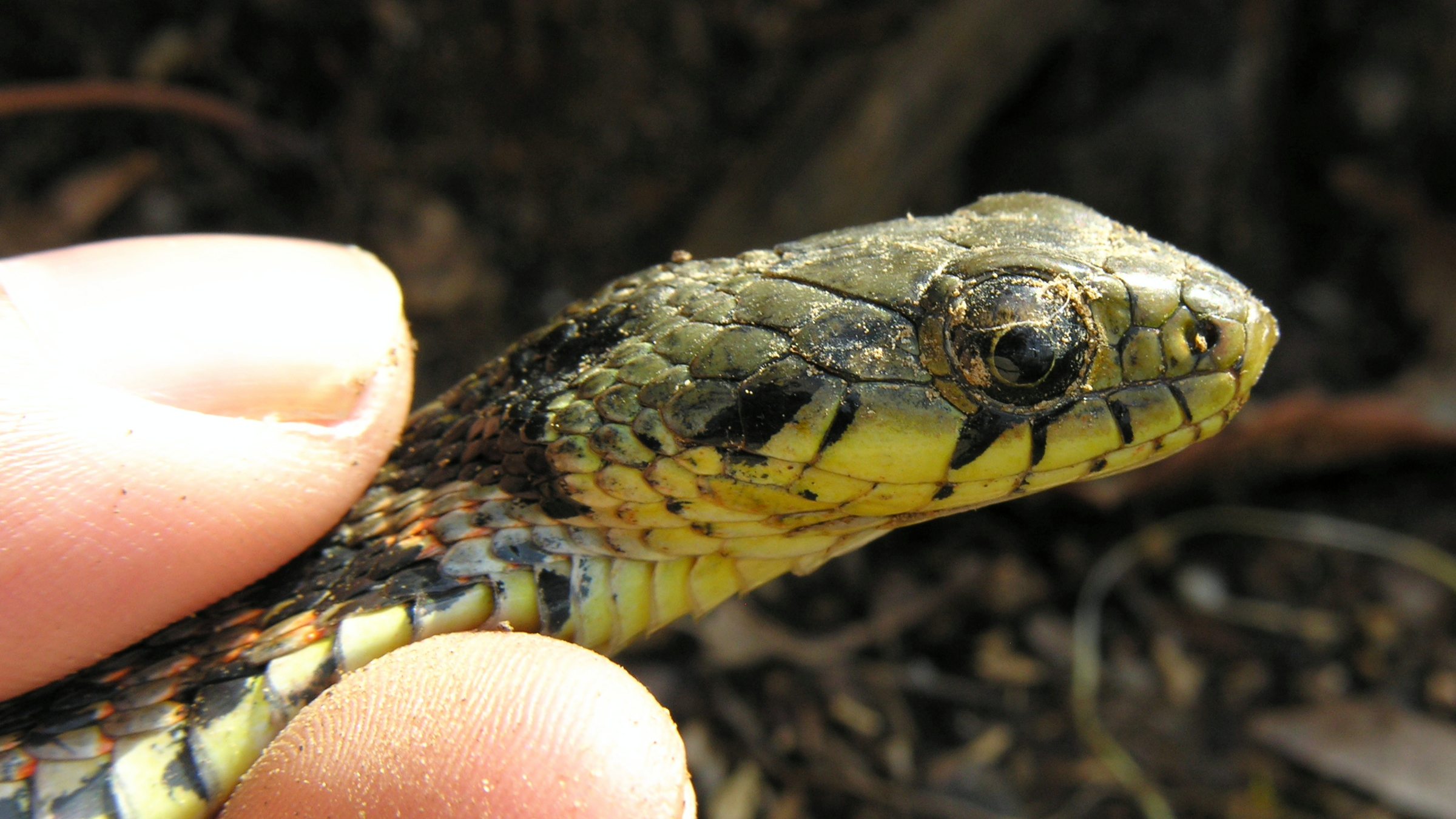 Poisonous Snakes Eat Poisonous Toads