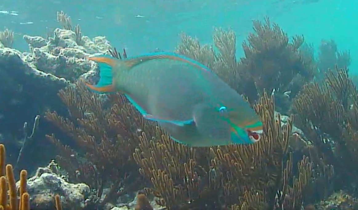 Underwater Birds: Parrot Fish | Explore