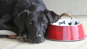 Turkey Day Leftovers for your Pets the Safe Way | Explore