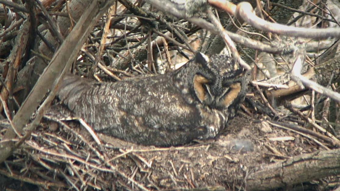 Long Eared Owls are back and closer than ever! | Explore