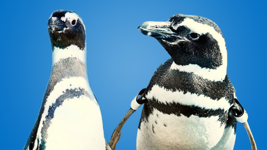 Nest with a New Pair of Penguin Parents | Explore