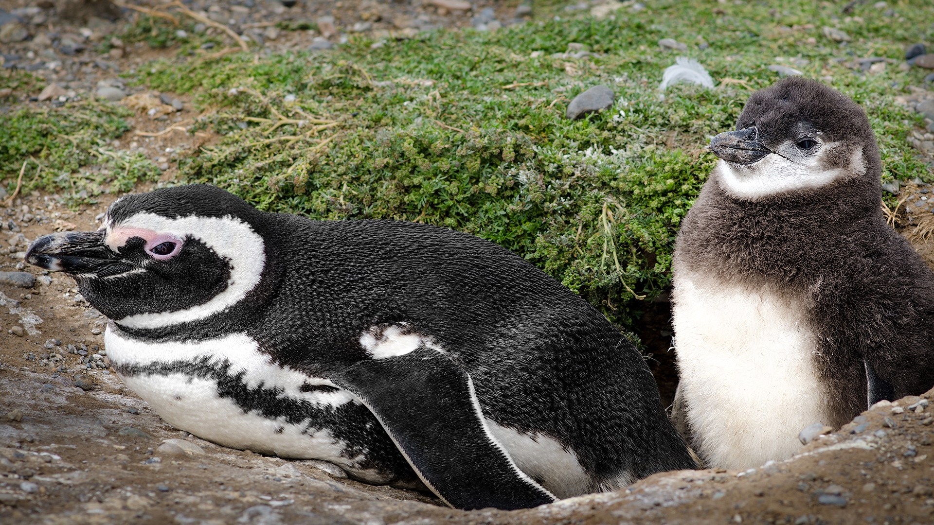 Live Chat Friday with Penguin Expert Dudley Wigdhal | Explore