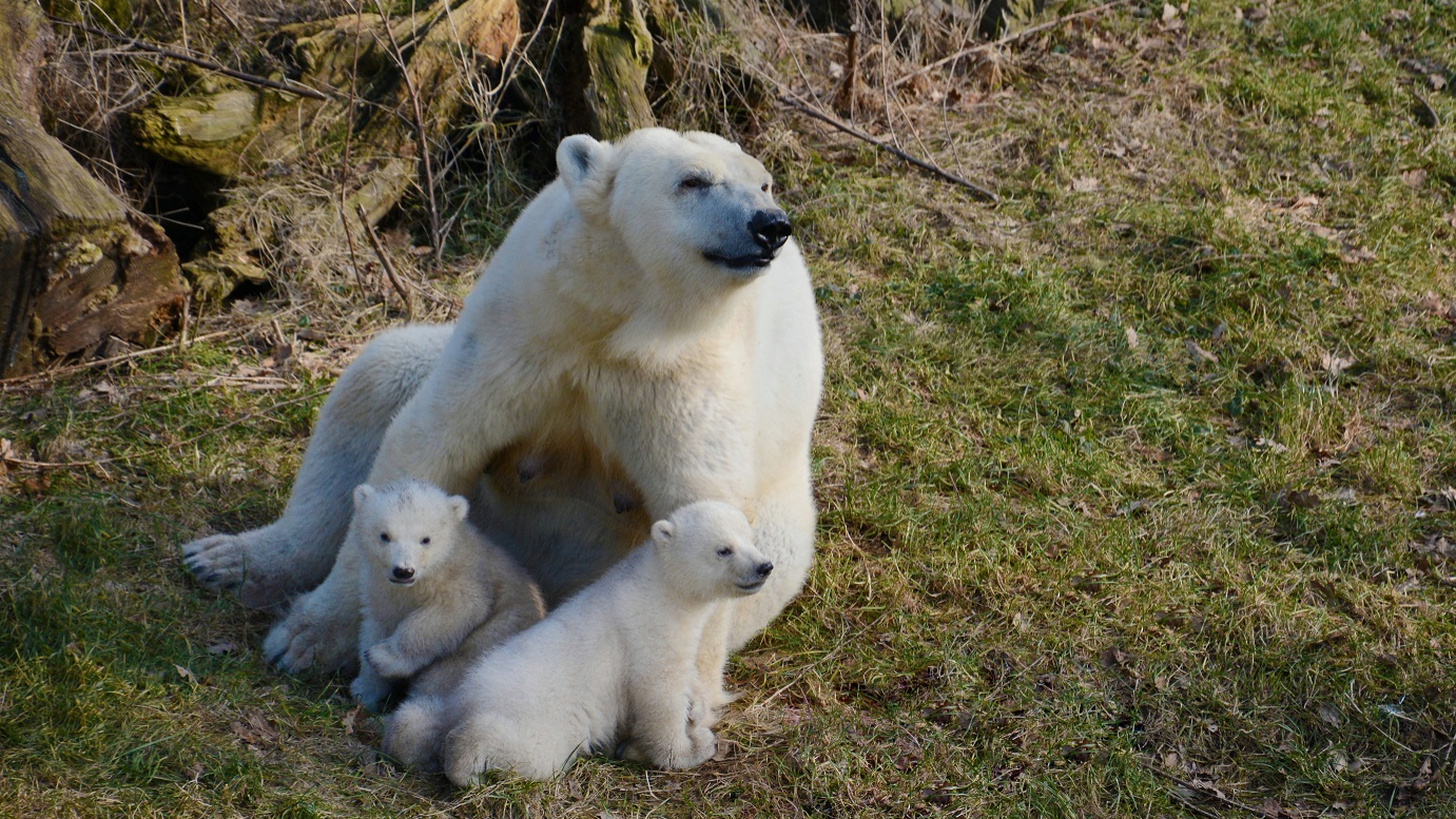 Freedom’s Cubs Are Working on Their Independence | Explore