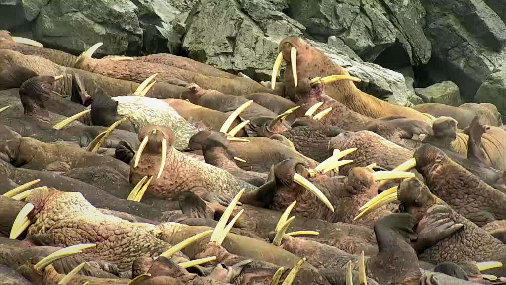 Your Walrus Tusk Questions Answered! | Explore
