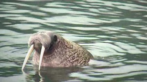 What (and How!) Walruses Eat | Explore