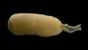 What (and How!) Walruses Eat | Explore