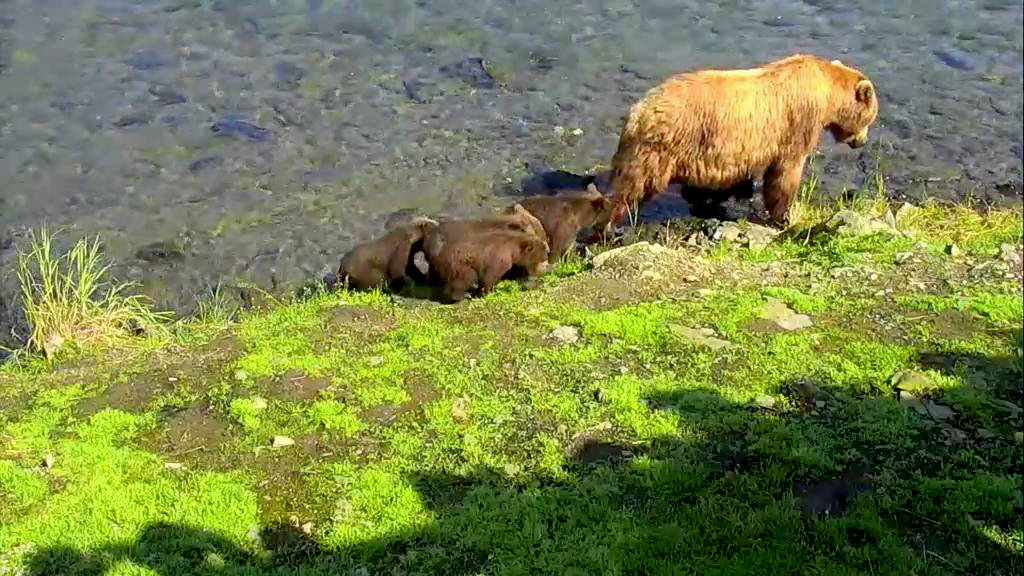 All the Single (Bear) Ladies | Explore