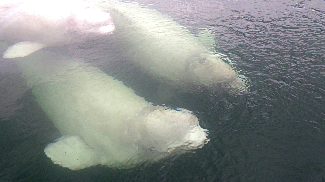 Hop Aboard the Beluga Boat in this First-Look Video! | Explore