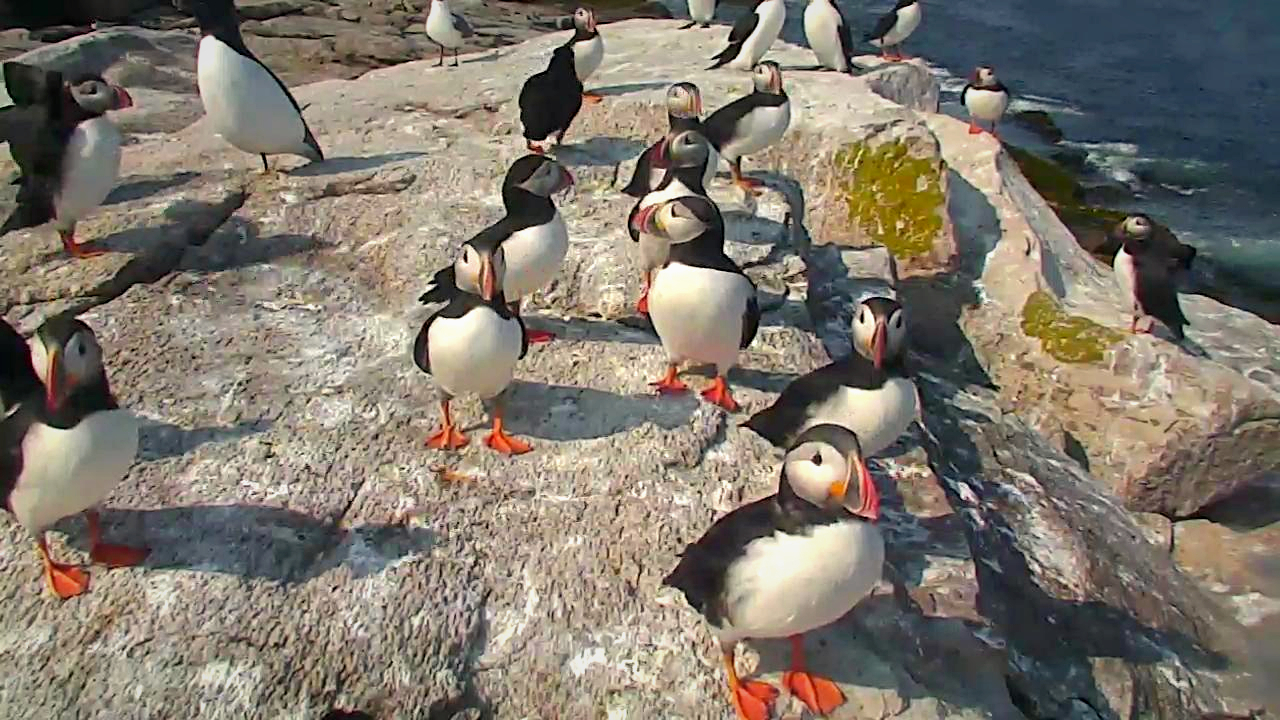 Each Pair of Little Orange Puffin Feet Tells a Story | Explore