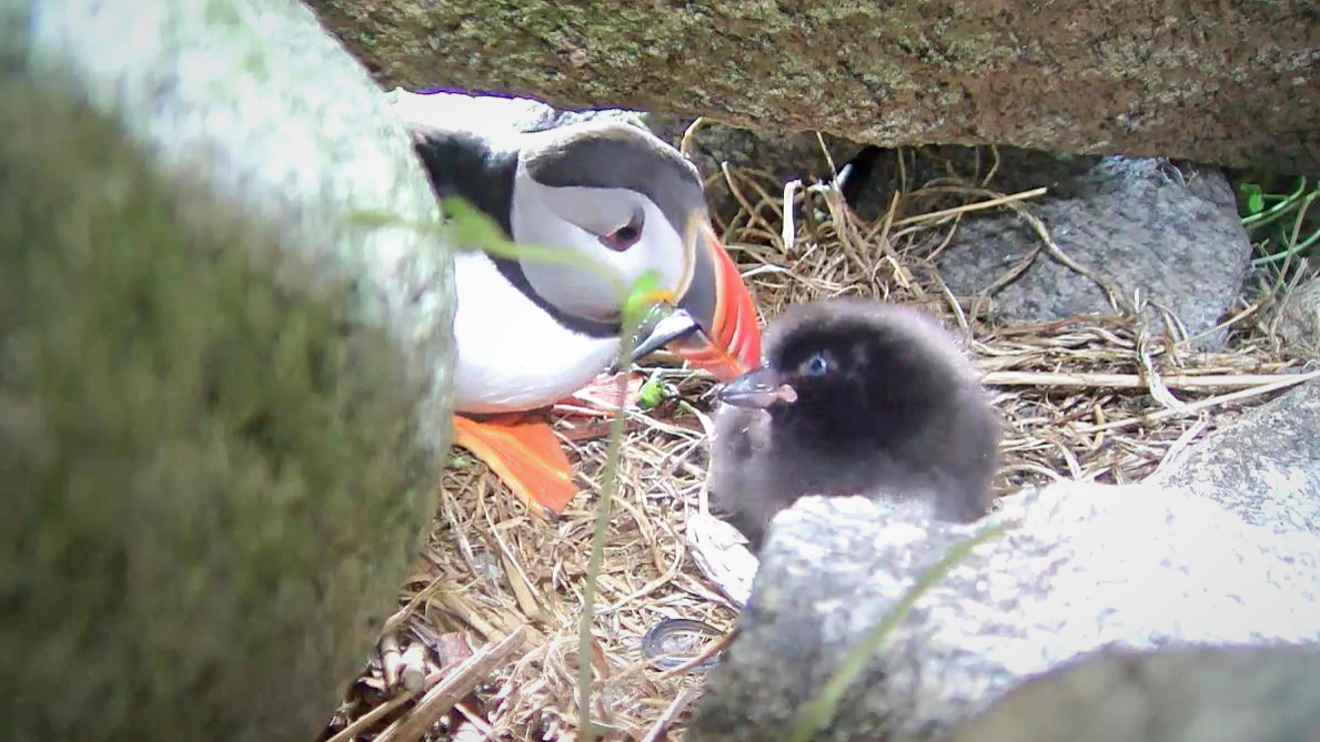 Watch the Puffin Hatch Highlight! | Explore