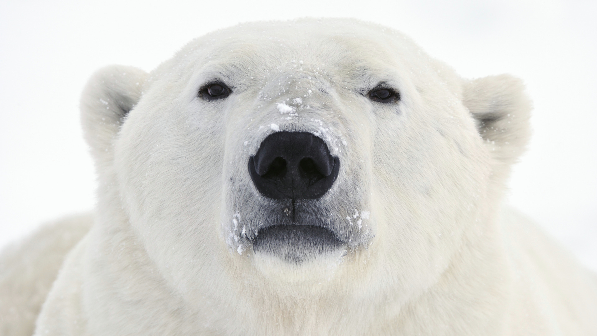 Visit our Pearls of the Planet Live Cam Experience | Explore