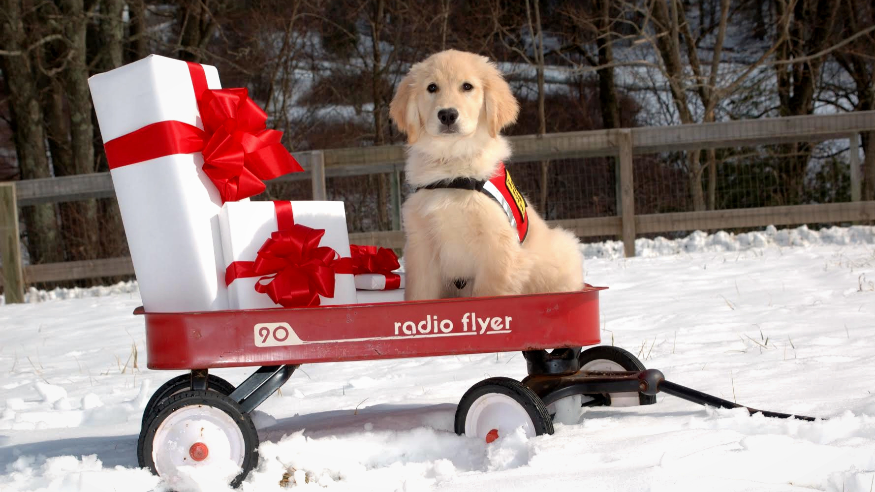 Spread Holiday Cheer with our Jingle Paws Contest! | Explore