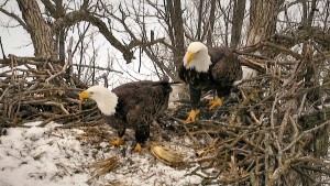 The Decorah Eagles Are Live on Explore! | Explore