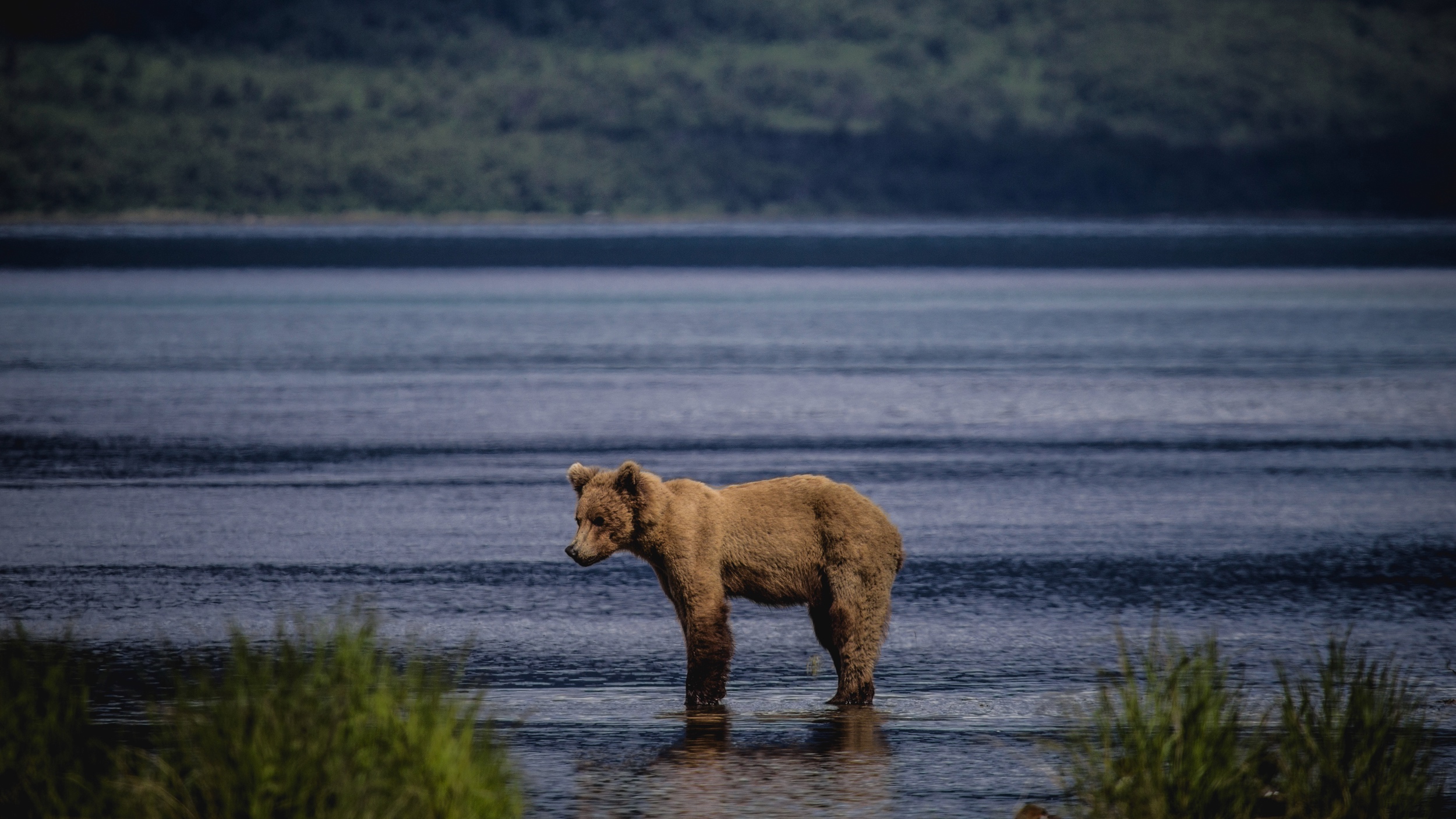 The Teenagers Of The Bear World | Explore