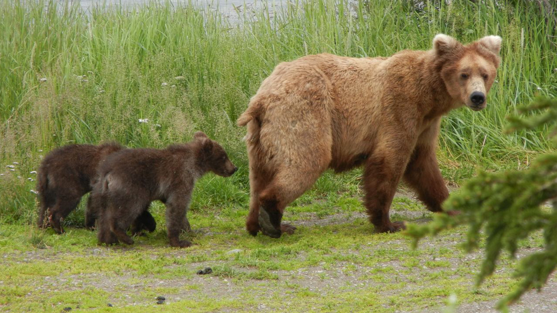 Brown Bears: Take Part When You Watch | Explore