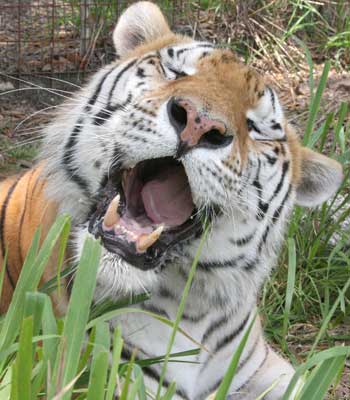 Meet TJ the Tiger! | Explore