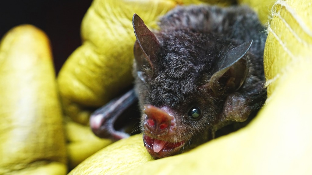 Live Chat On Bat Appreciation Day! | Explore