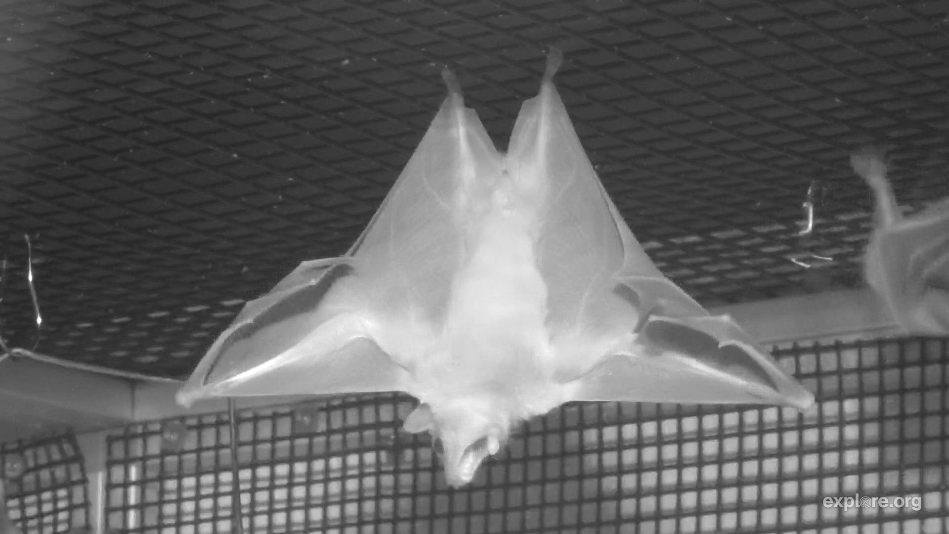 Bat Chat Friday! | Explore