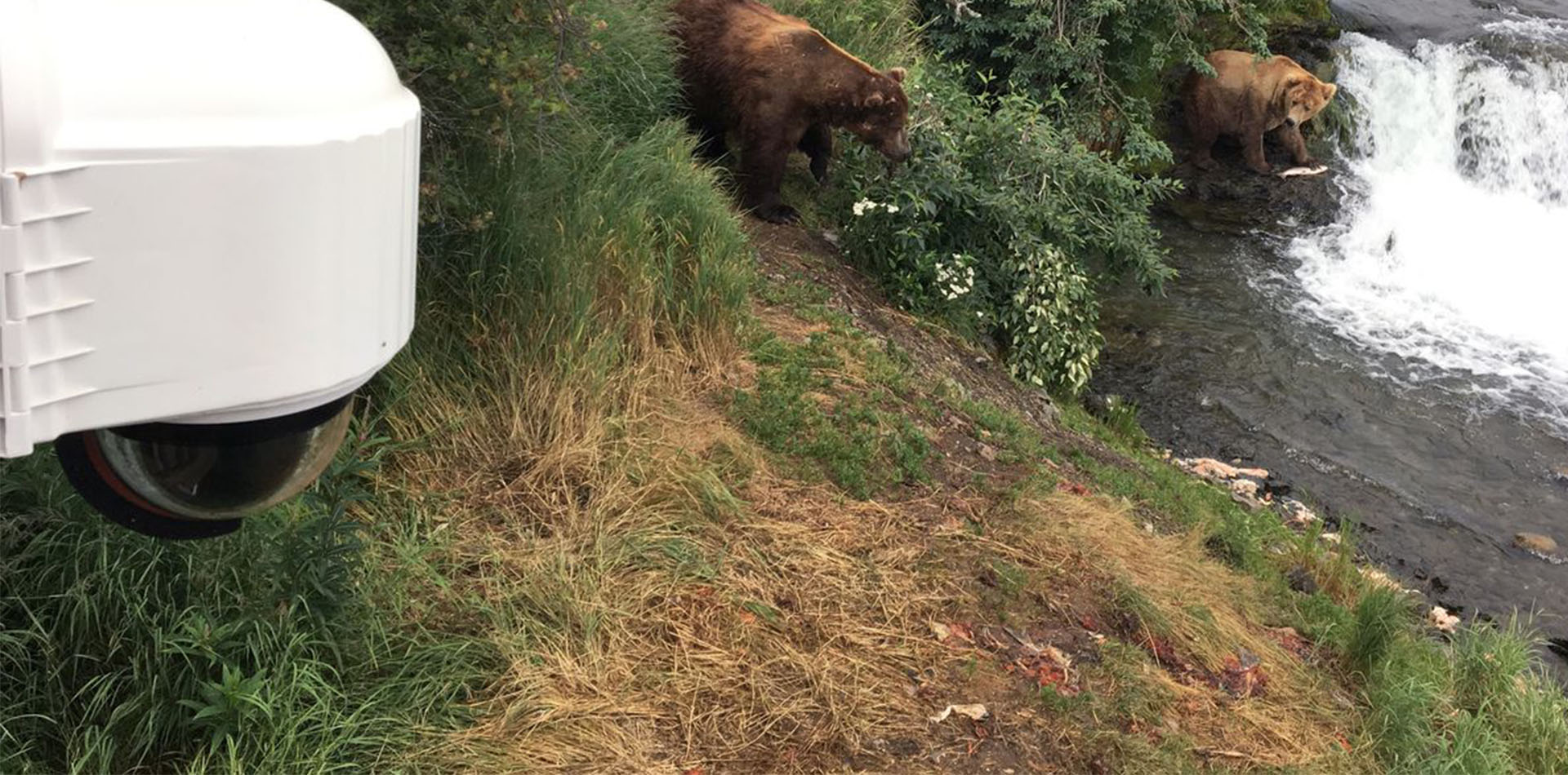 Behind the Scenes: Bear Cam | Explore