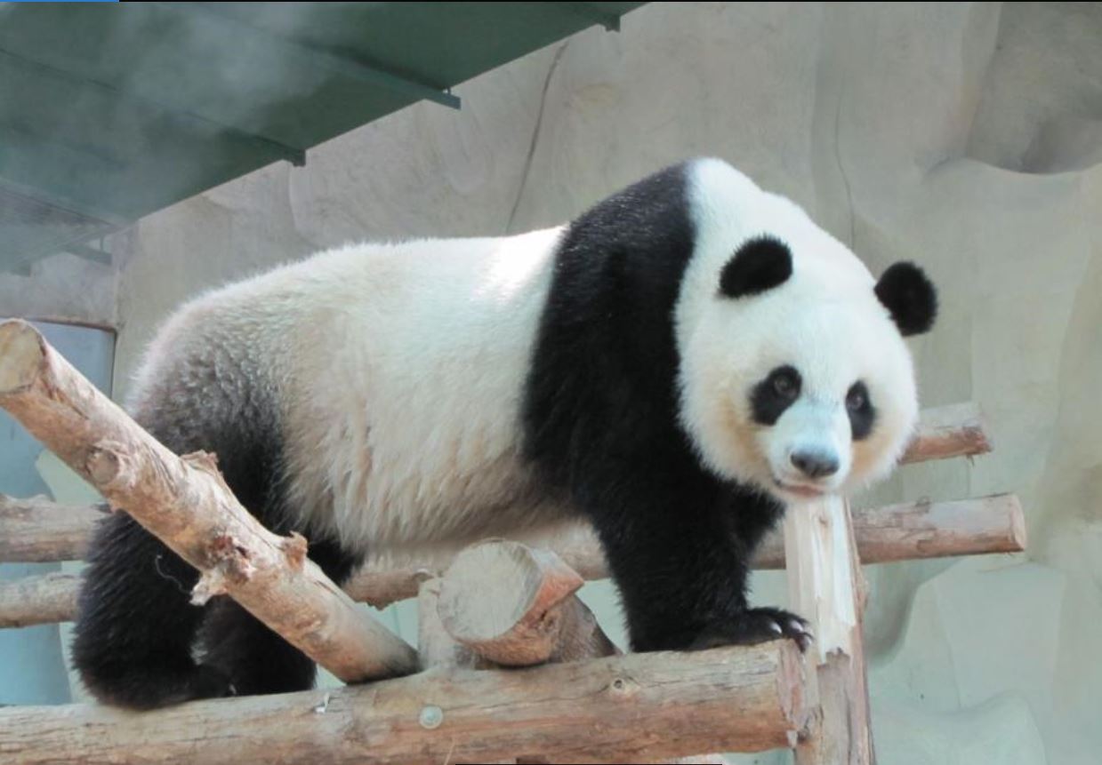 New Panda Twins! | Explore