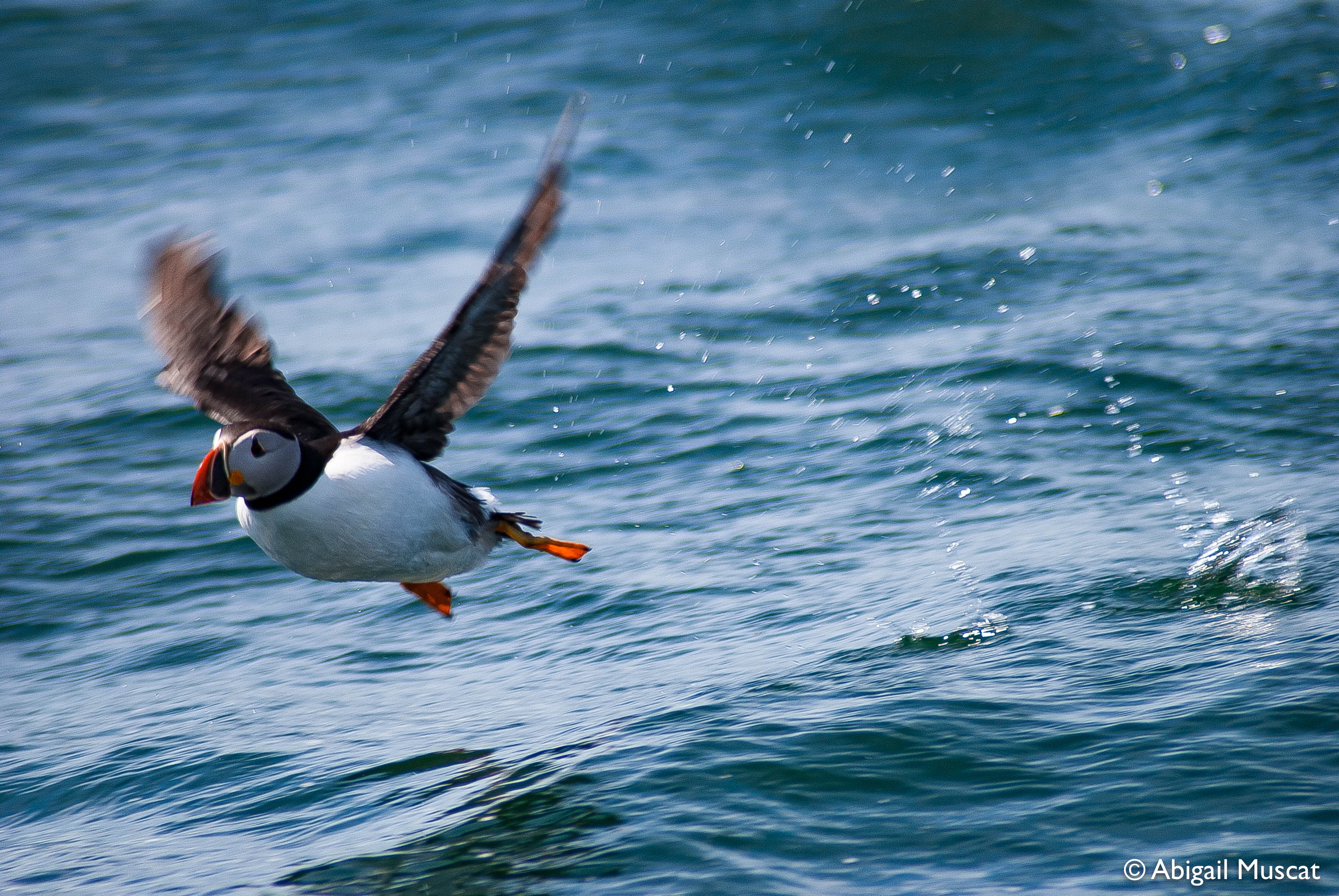 My Time on Hog Island: Abigail Muscat | Explore