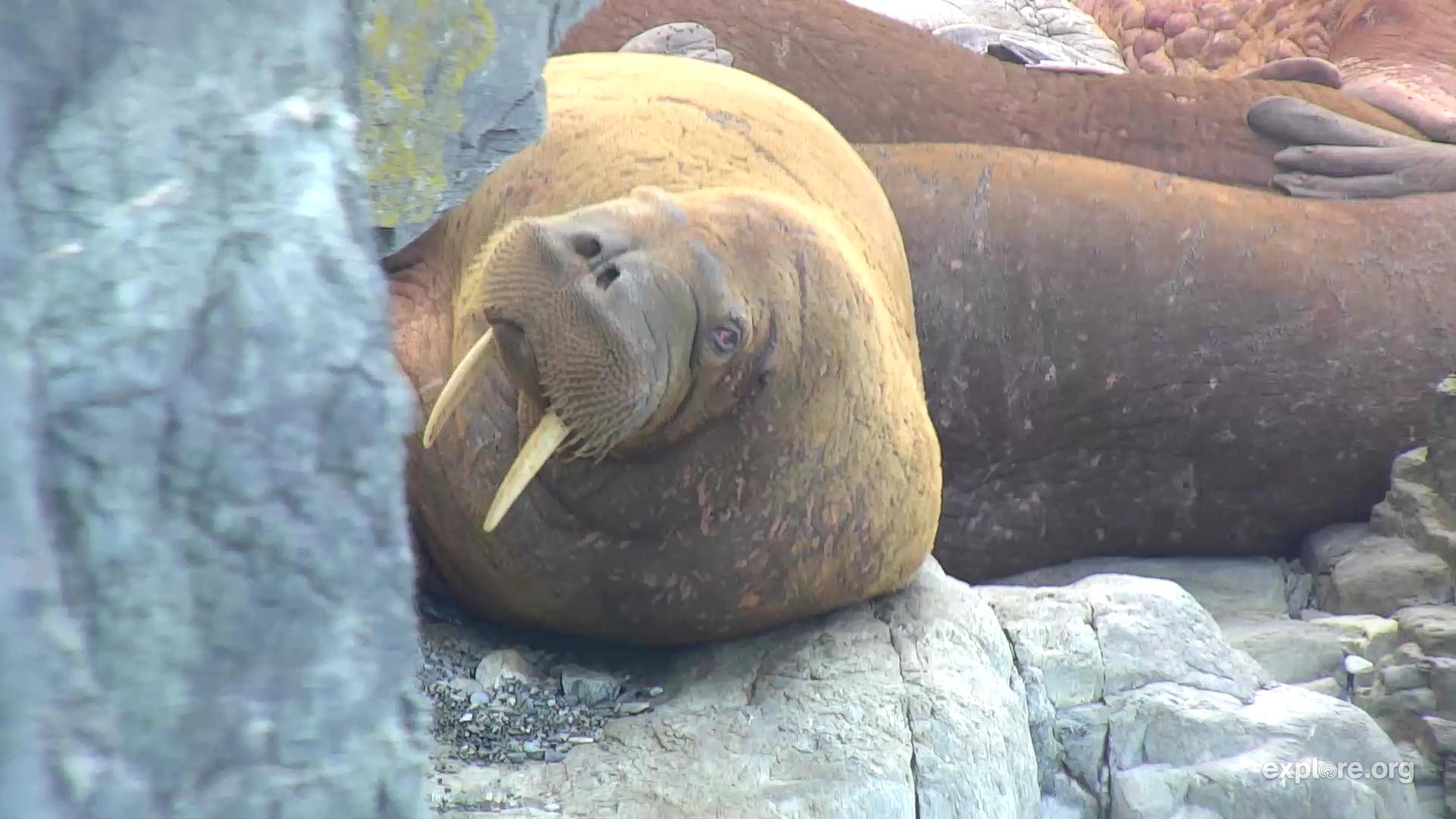 Walrus Chat, Live From Round Island! | Explore