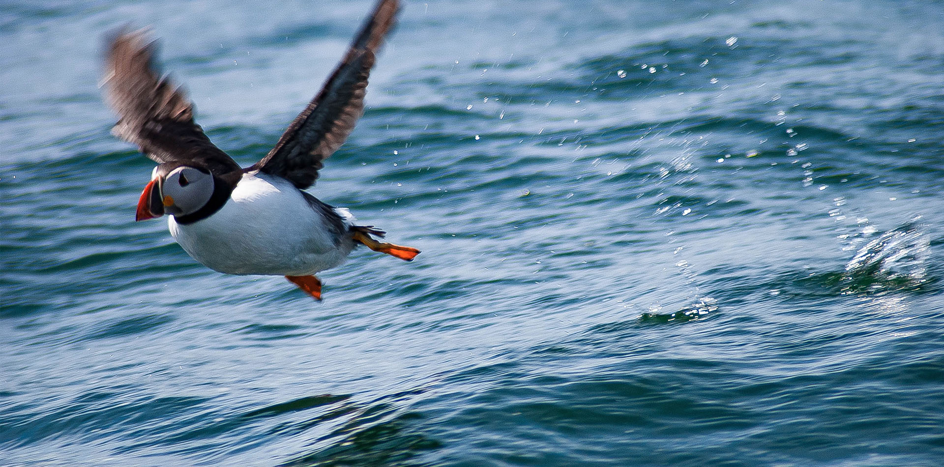 project puffin | Explore