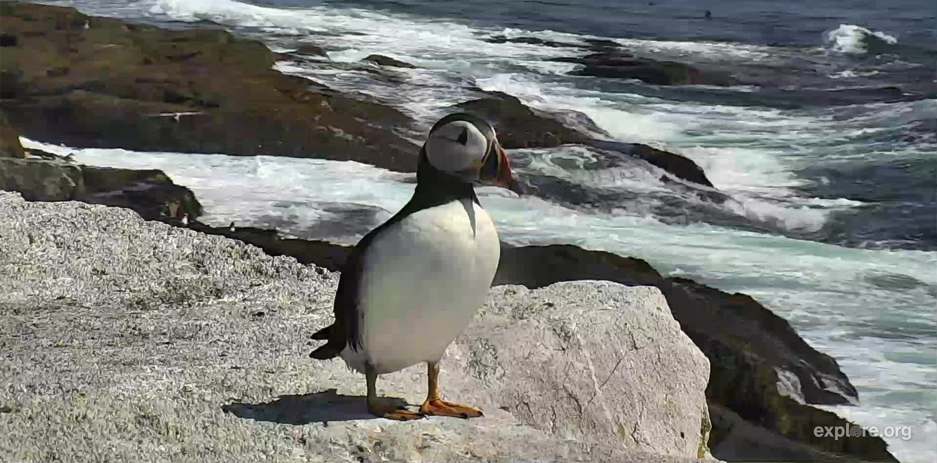 project puffin | Explore