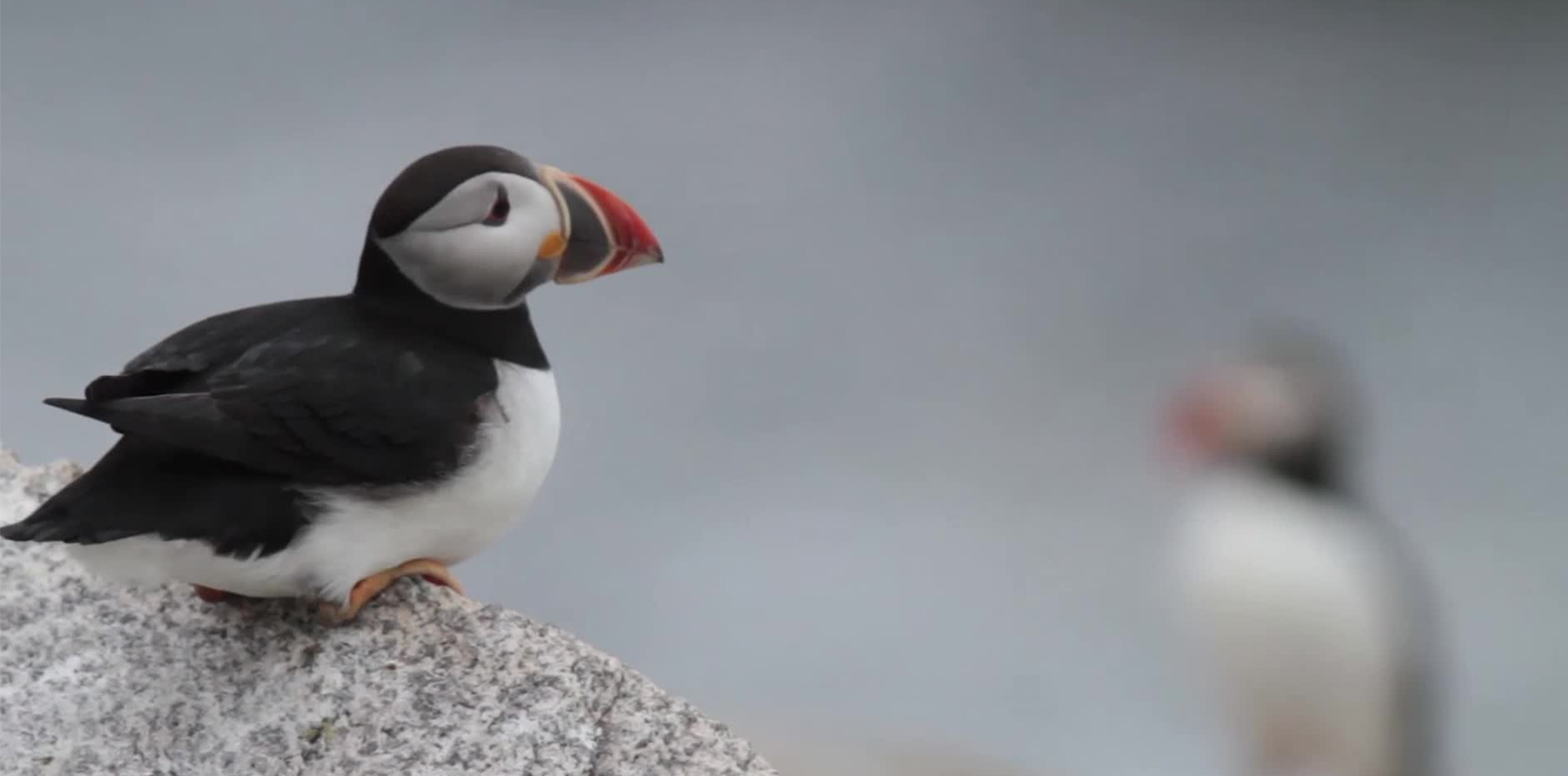 project puffin | Explore