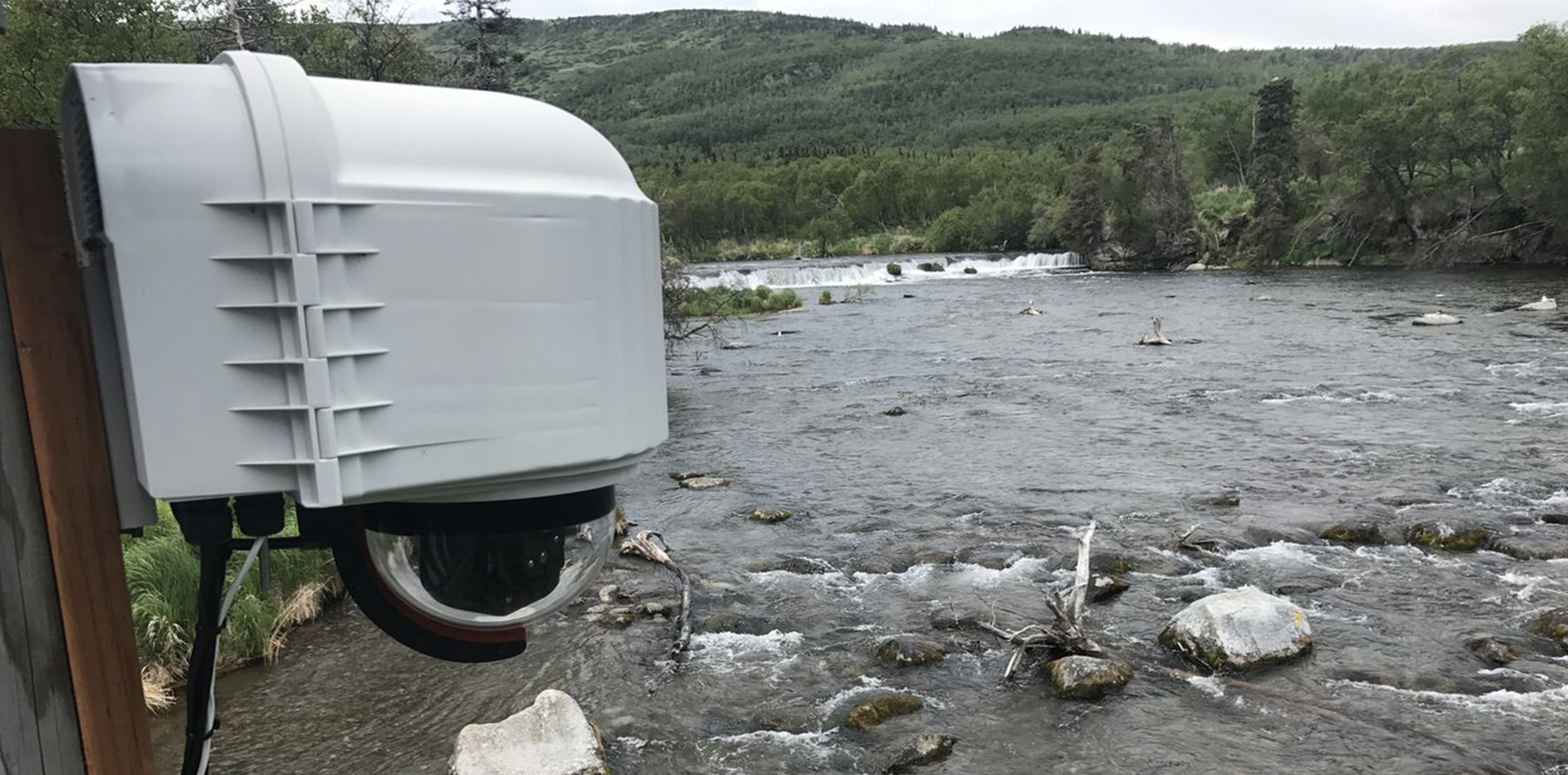 Behind the Live Cams of explore.org! | Explore