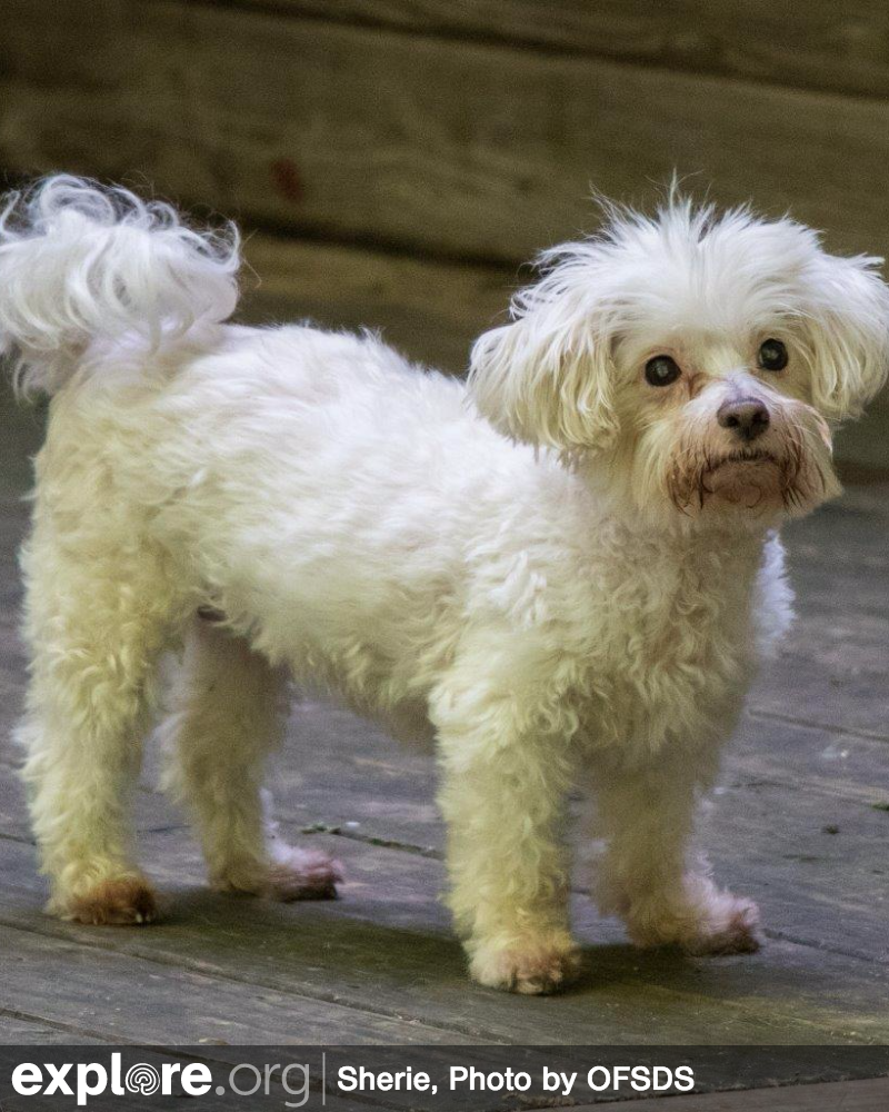 See No Evil, Hear No Evil: Living with Blind & Deaf Dogs | Explore