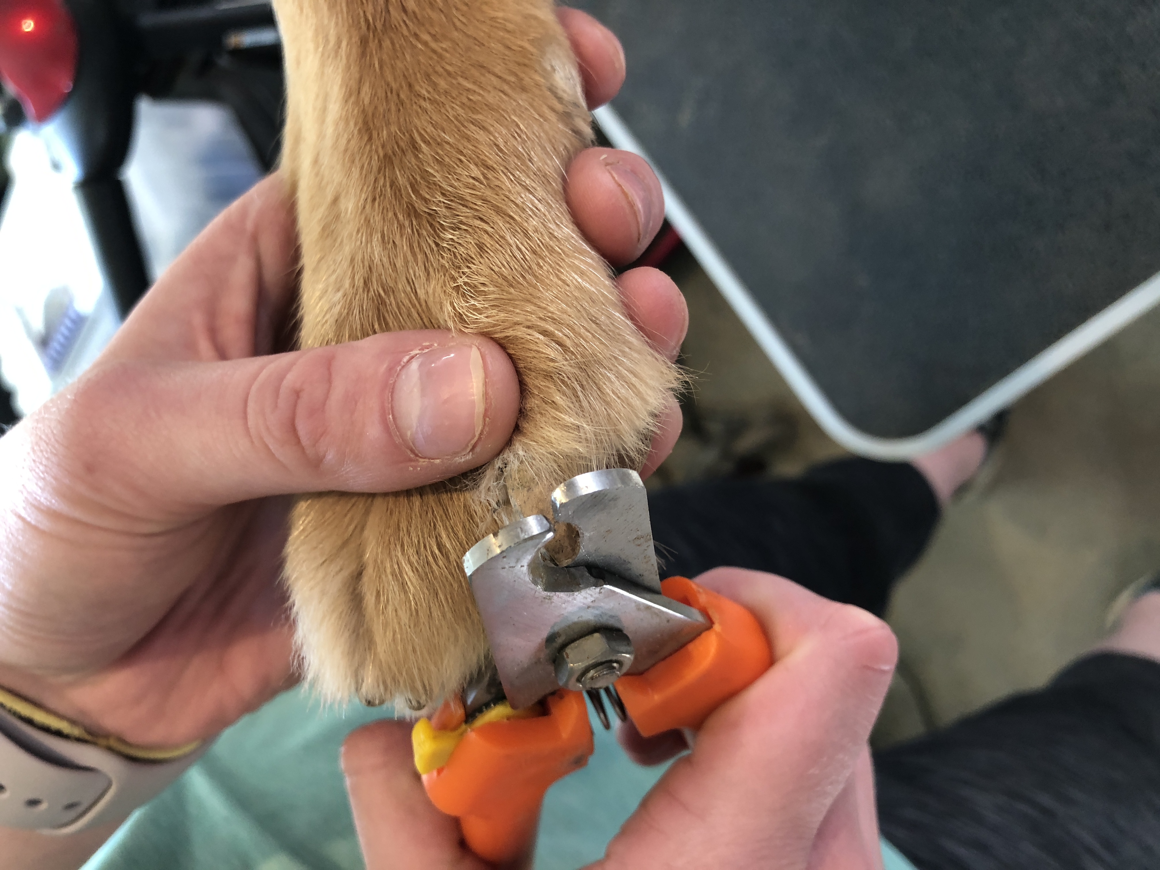 WCC: Clickety-Clack! Don’t Stress, But It’s Time for a Trim! | Explore