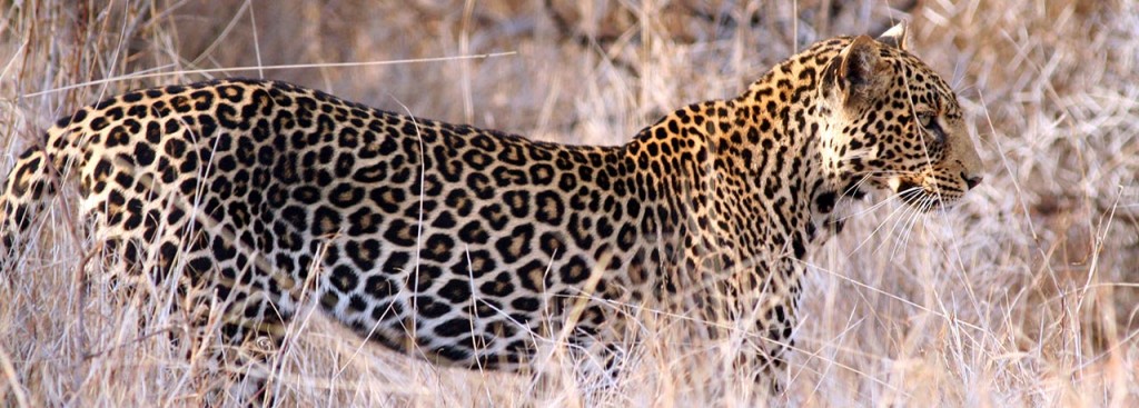 Living with Leopards | Explore