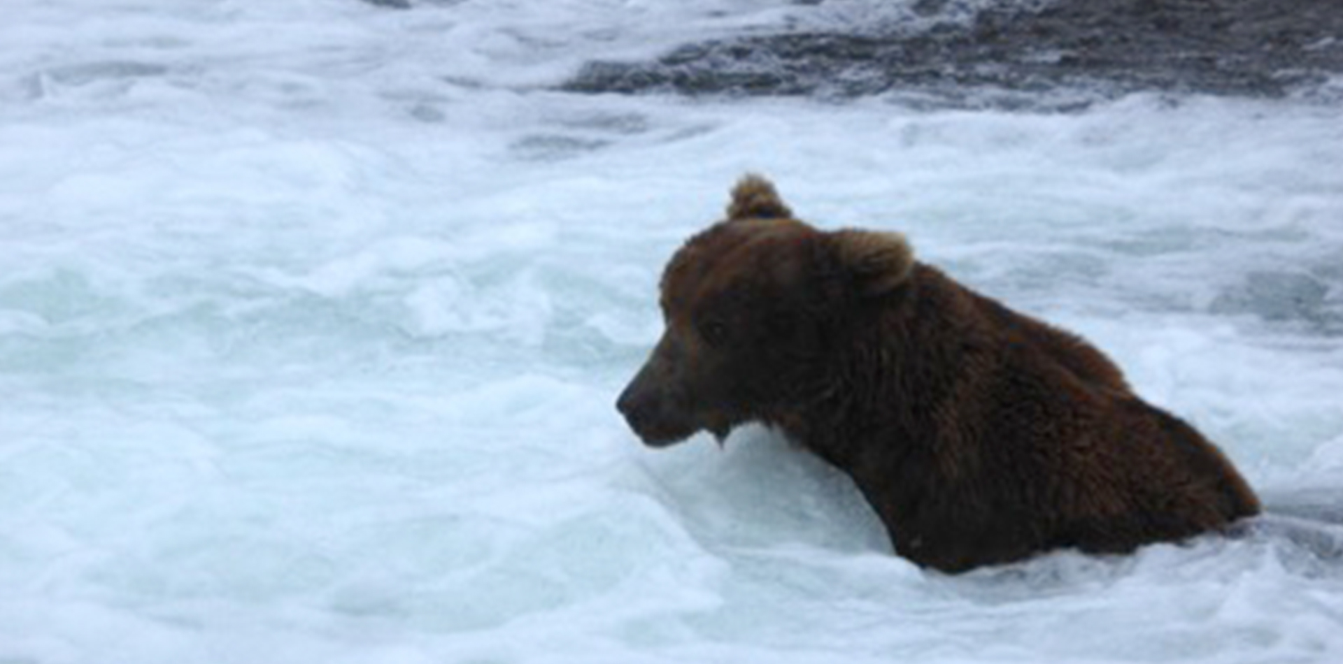 Bear 856: On Top Again | Explore