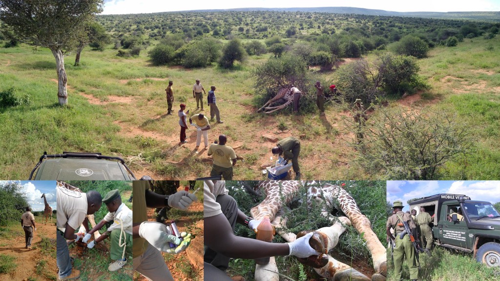 Wounded Giraffes Treated in the Wild | Explore