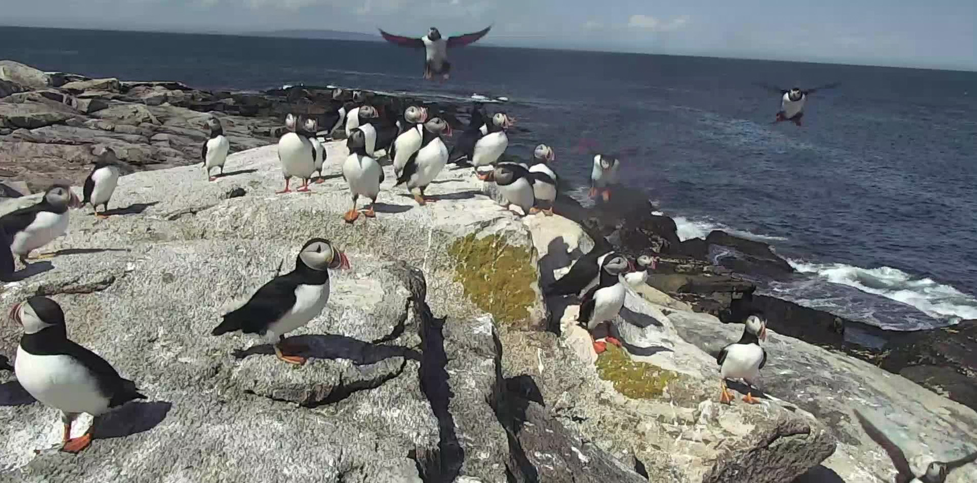 Puffin Live Chat (6/19) | Explore