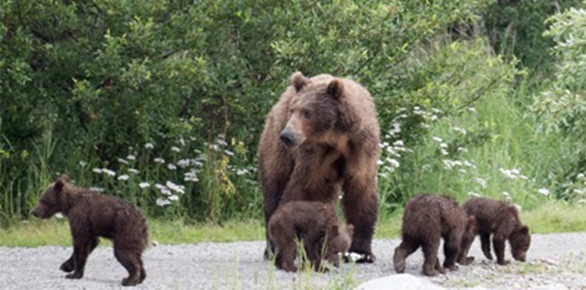 Four Cubs for 402 Again | Explore